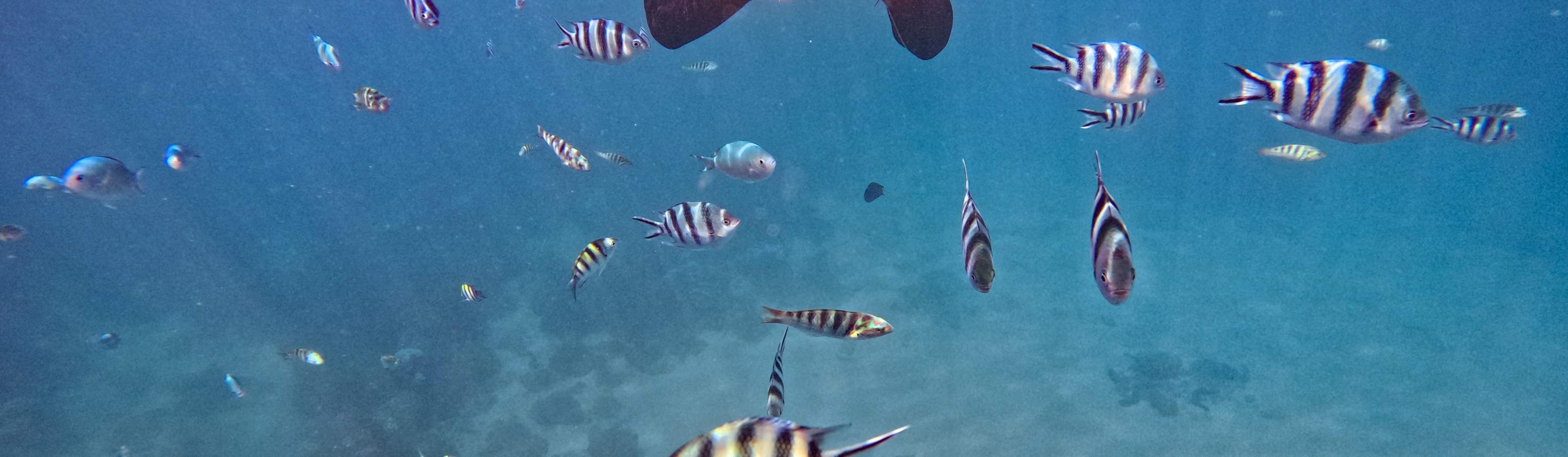 Jibei Island & Mudou Island Double Island Sea Fishing Experience ...