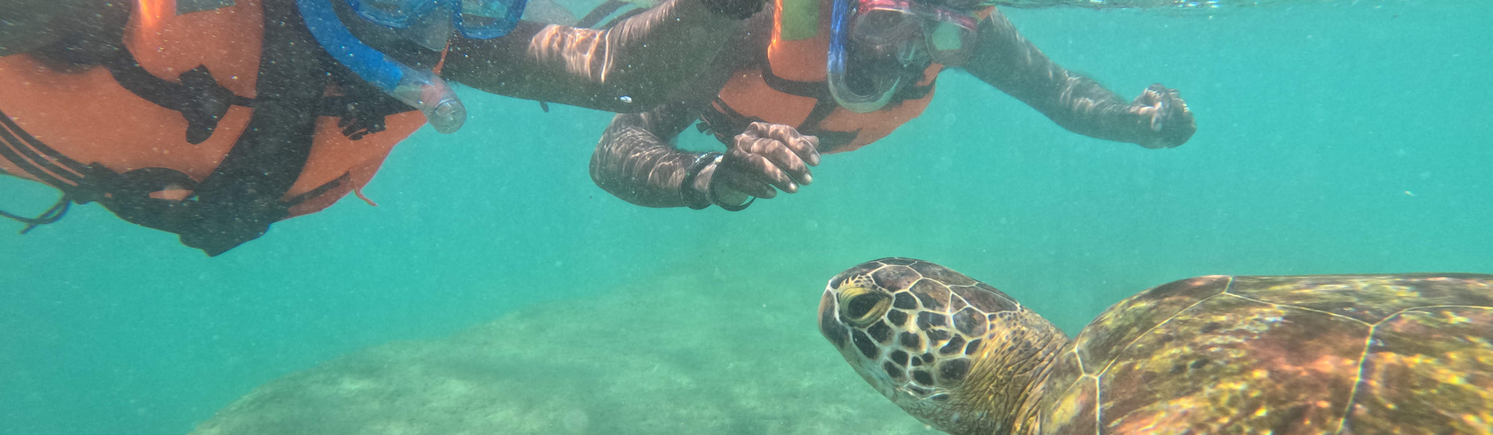 Mirissa : plongée avec tuba à la rencontre des tortues et aventure ...