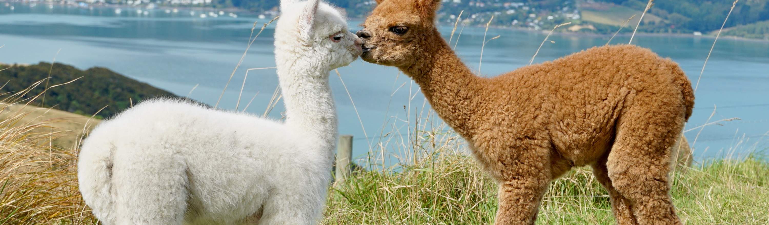Akaroa Shamarra Alpaca Farm Tour - Klook