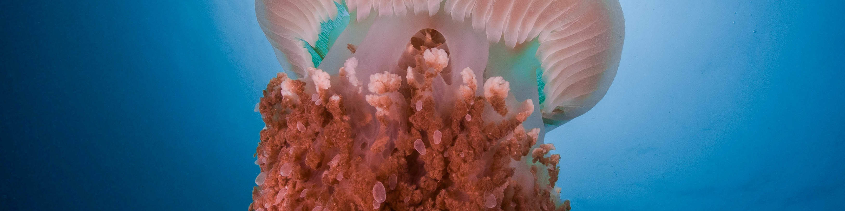 발견의 세계로 뛰어들기 Padi 다이브 센터와 함께 발리 파당바이에서 Padi 디스커버 스쿠버 다이빙 클룩 Klook 한국
