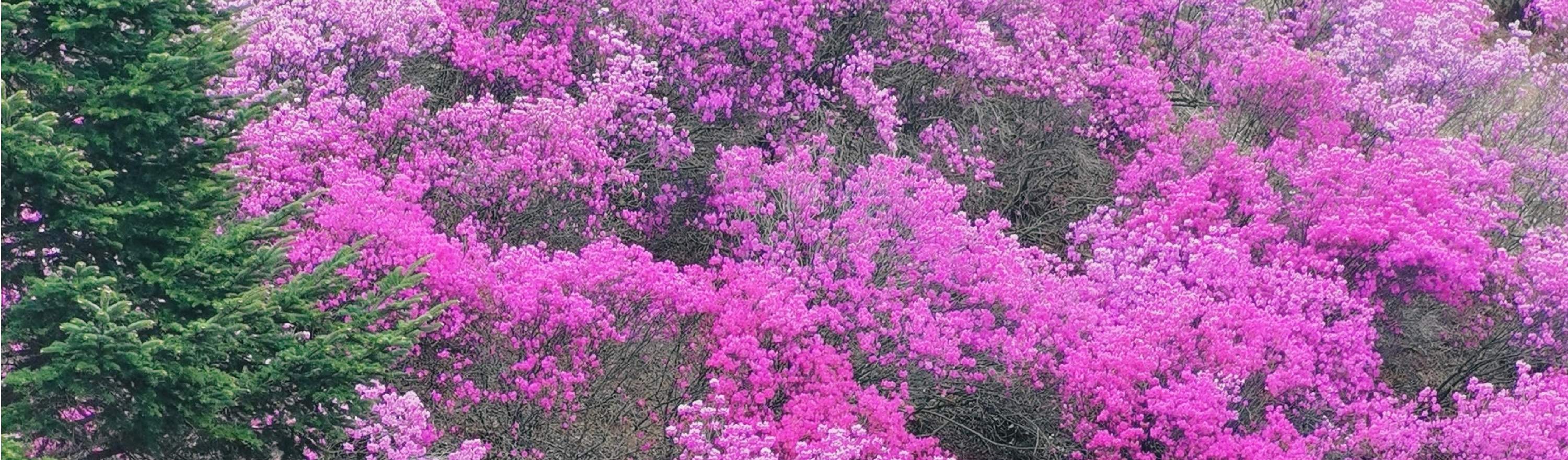 Cherry Blossom Suwon Hwaseong Fortress Tour from Seoul - Klook India