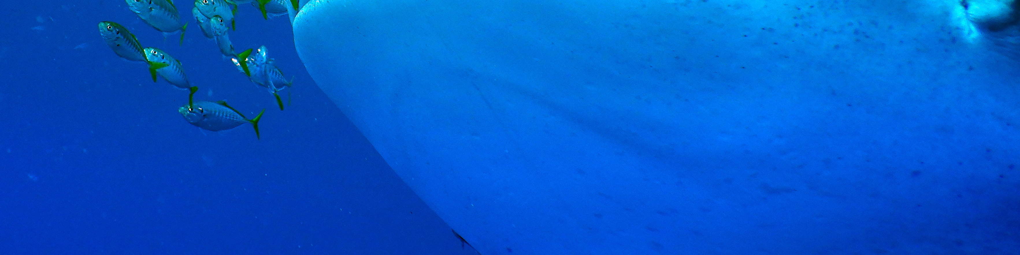 Dive Tour Sail Rock in Koh Samui with PADI 5 Star Dive Center - Klook