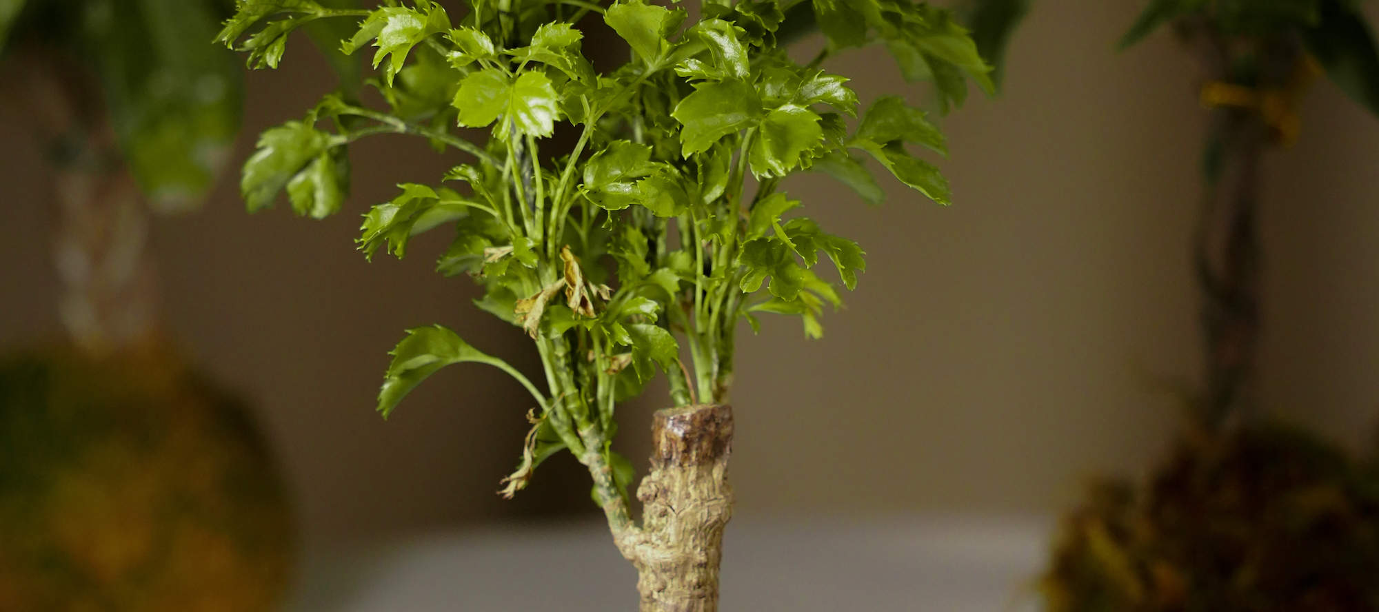 Moss Jade Workshop - Klook