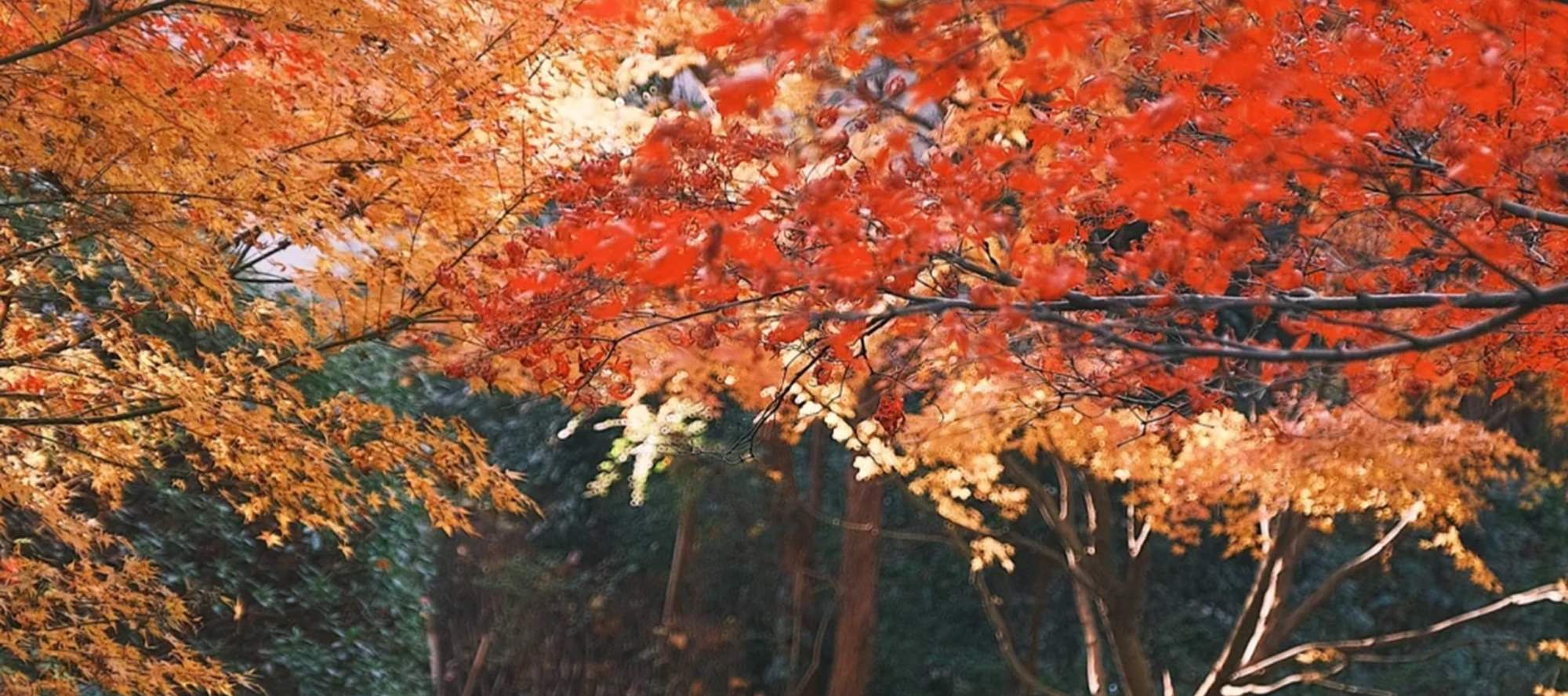 2-day tour of the famous Hunan Changsha + the red Shaoshan exquisite small group (Yuelu Academy ...