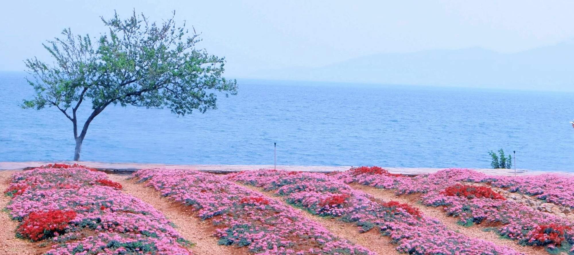 Pure Fuxian Lake Day Tour in Yunnan (Fuhai Bay Wetland Park + Hongzui ...