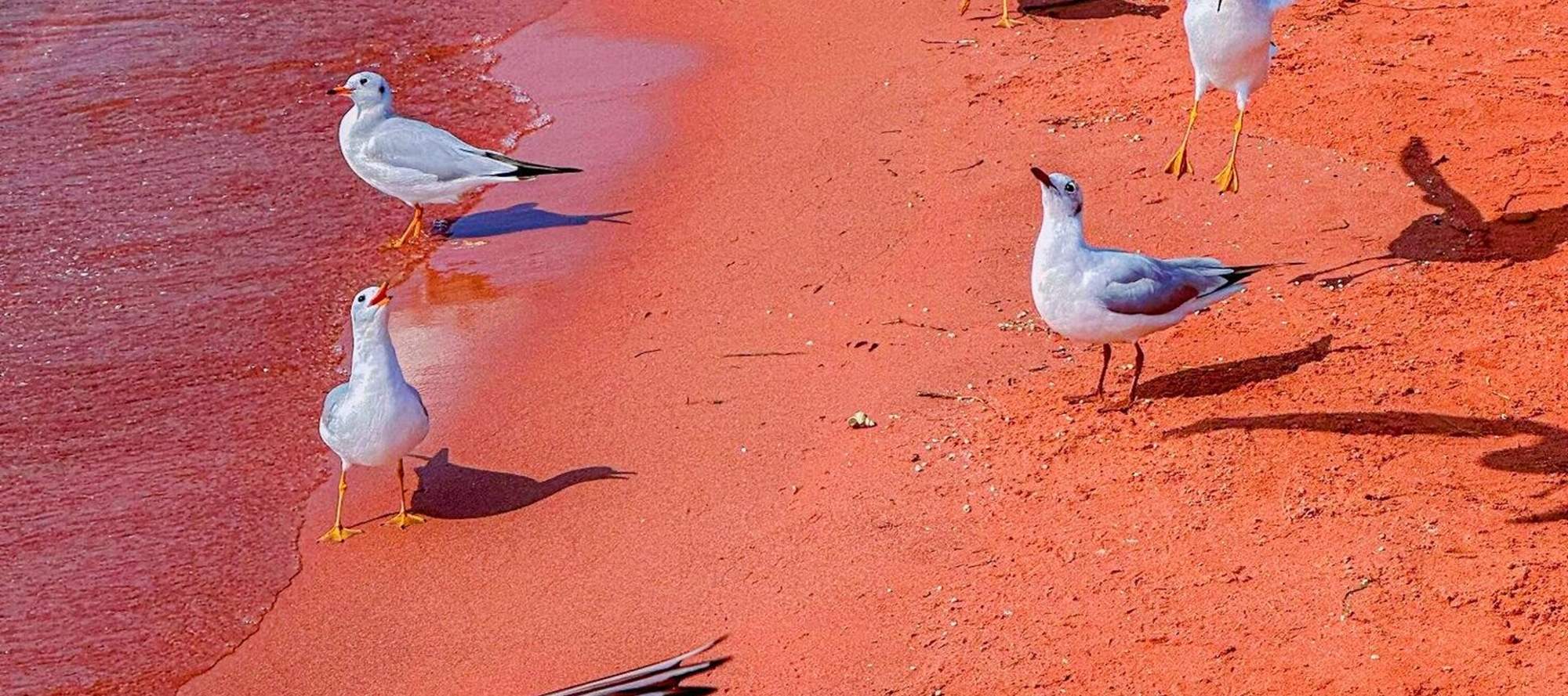 Pure Fuxian Lake Day Tour in Yunnan (Fuhai Bay Wetland Park + Hongzui ...