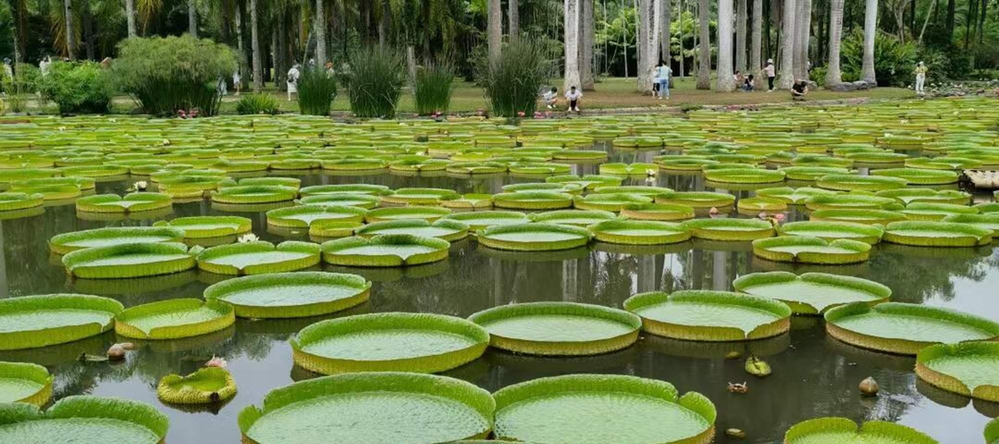 One-Day Tour of Xishuangbanna Tropical Botanical Garden, Chinese ...