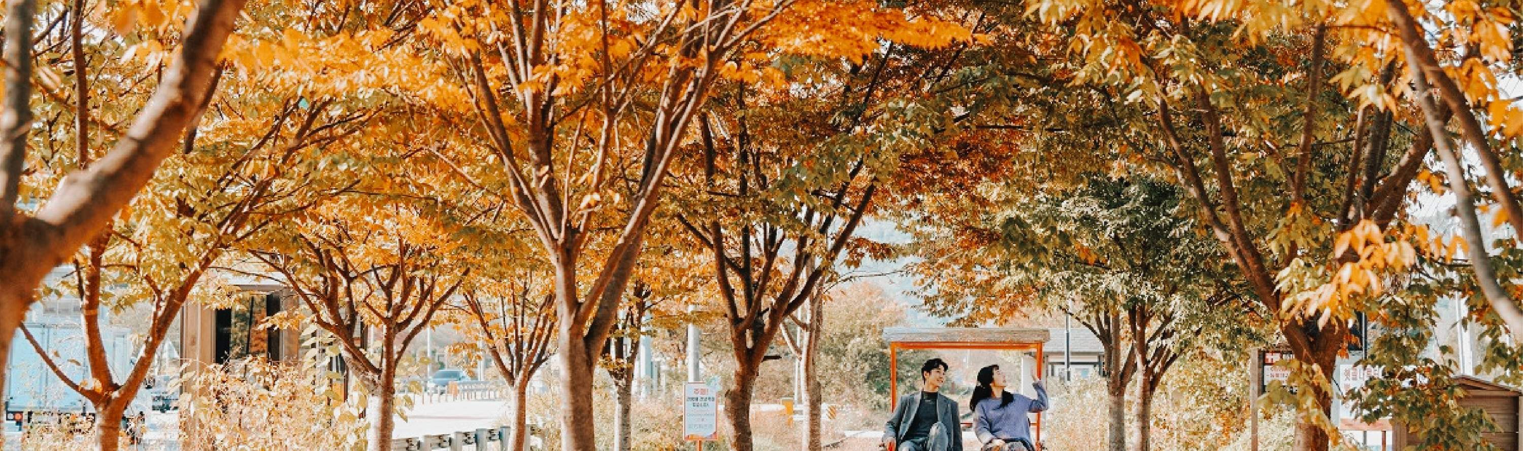 Nami Island & Nijimori Japan & Morning Calm & Railbike & Alpaca - Klook