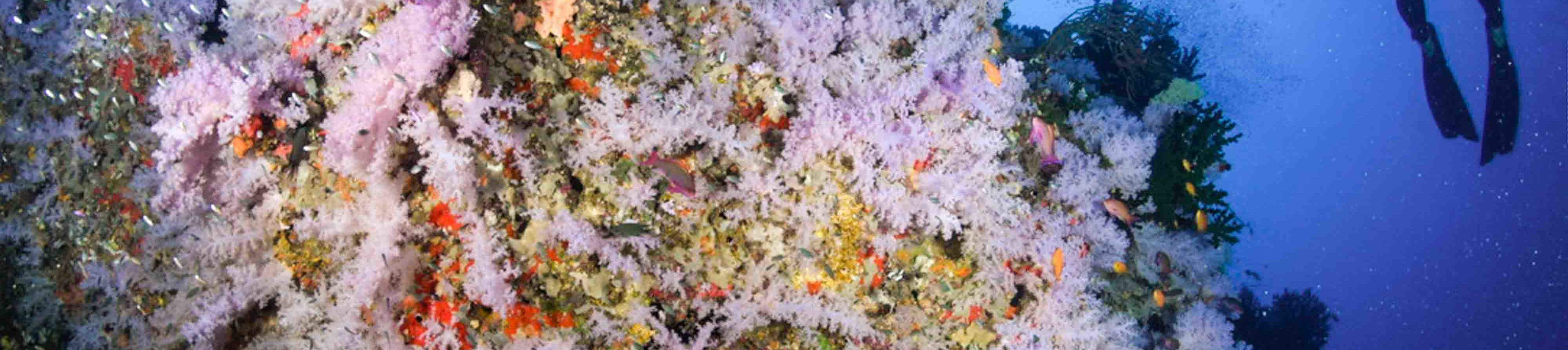 Explore Rainbow Reef Diving in Fiji Islands with PADI Freediver Center - Klook