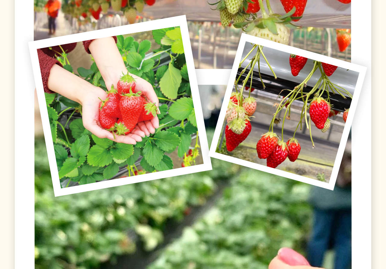 Izu Fruit Park Strawberry Picking & Shuzenji Onsen & Kawazu Cherry ...