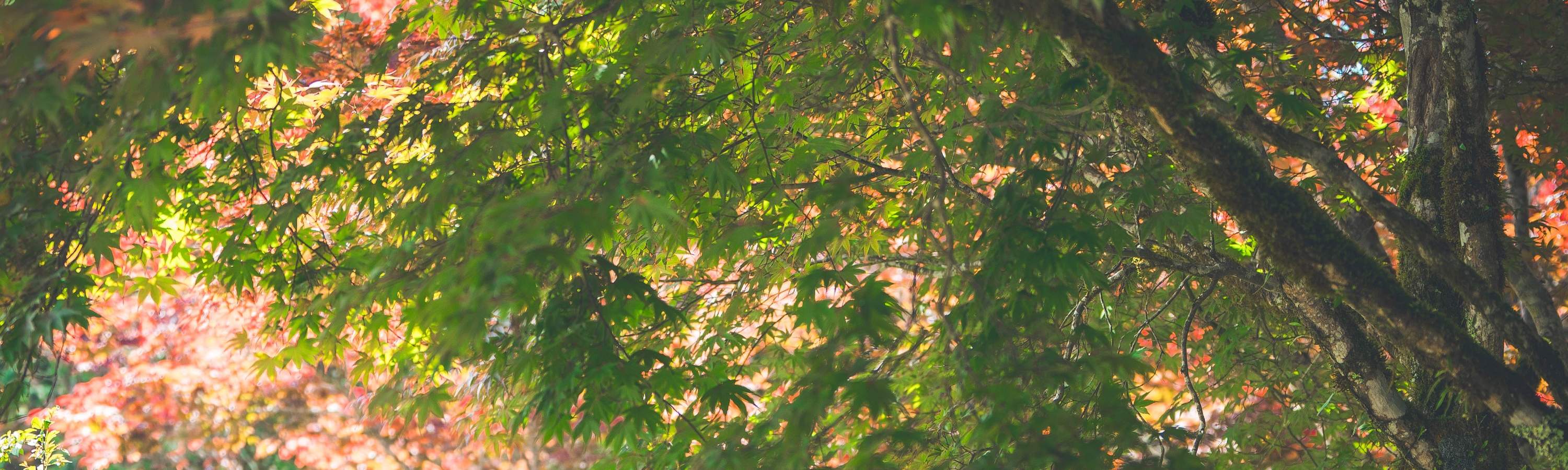 {Muslim Friendly] Taipingshan the captivating high mountain - Klook ...