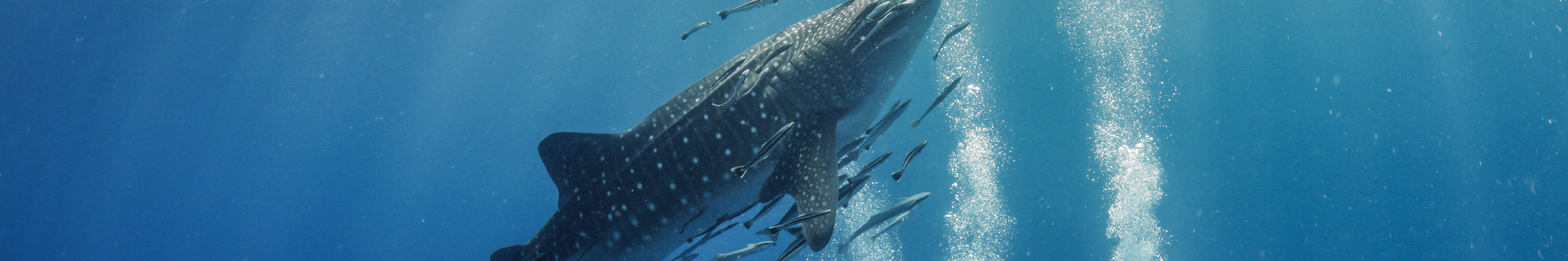 Explore Stunning Dive Sites on a Half Day Dive Trip in Koh Tao with Our ...