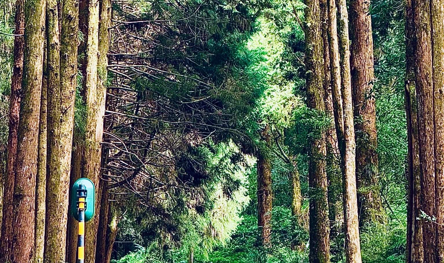 Classic Taiwan 5-Day In-depth Tour - Jiufen, National Palace Museum ...