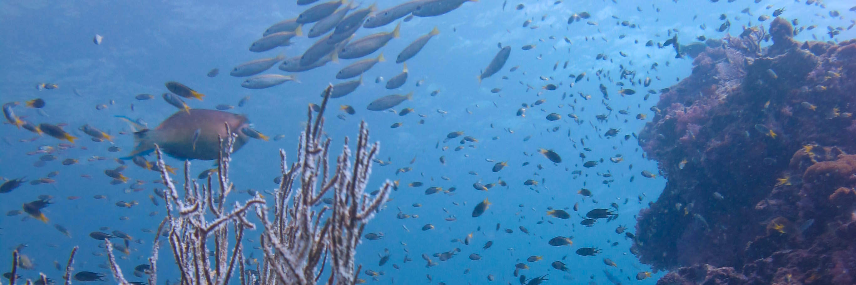 Experience Scuba Diving with Pool Training at a PADI 5 Star Dive Resort ...