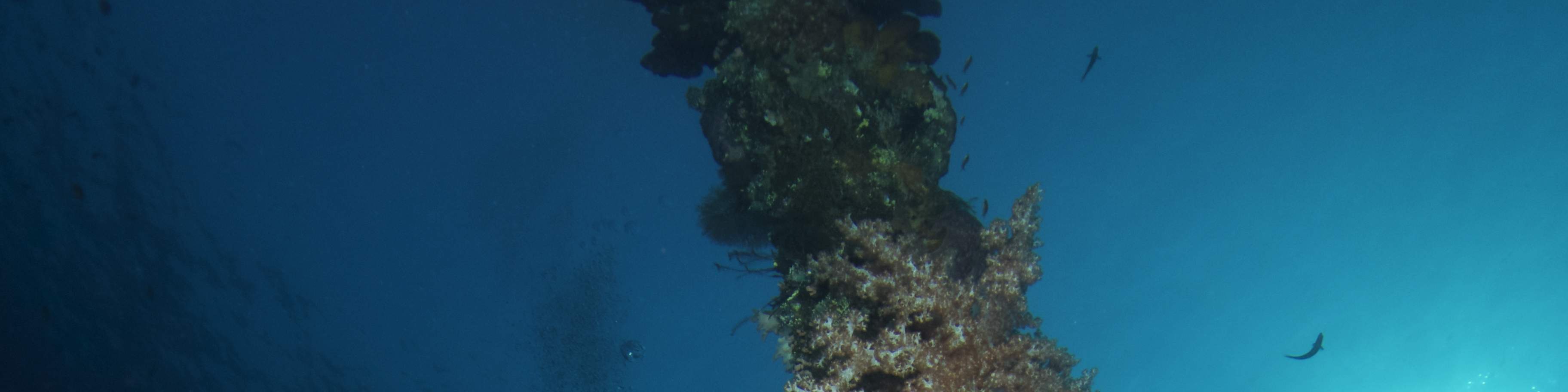 Experience Unforgettable Underwater Adventures with 2 Dives at USAT ...
