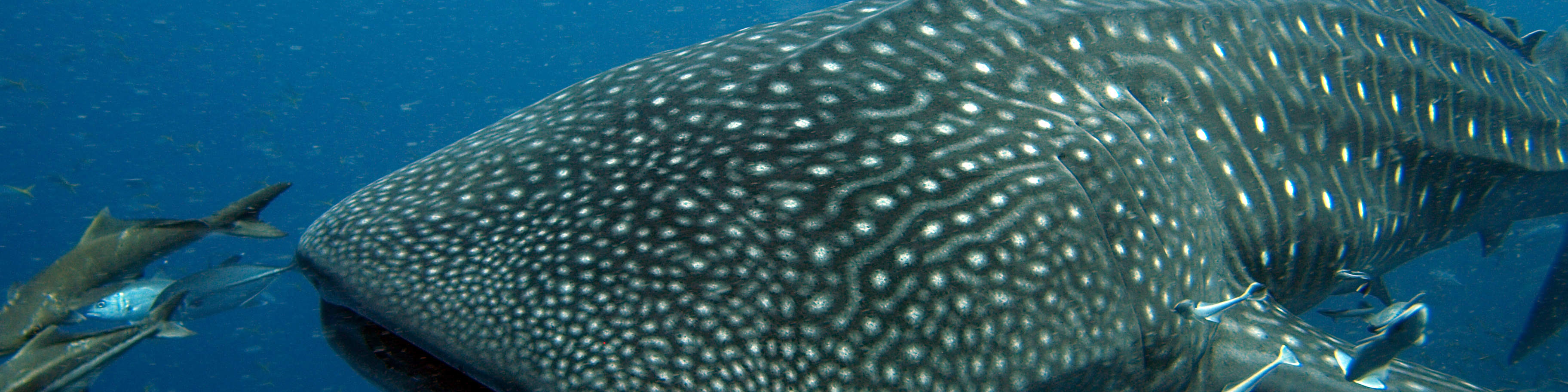 Sail Rock Half-Day Dive Trip in Koh Samui with PADI 5 Star Dive Resort ...