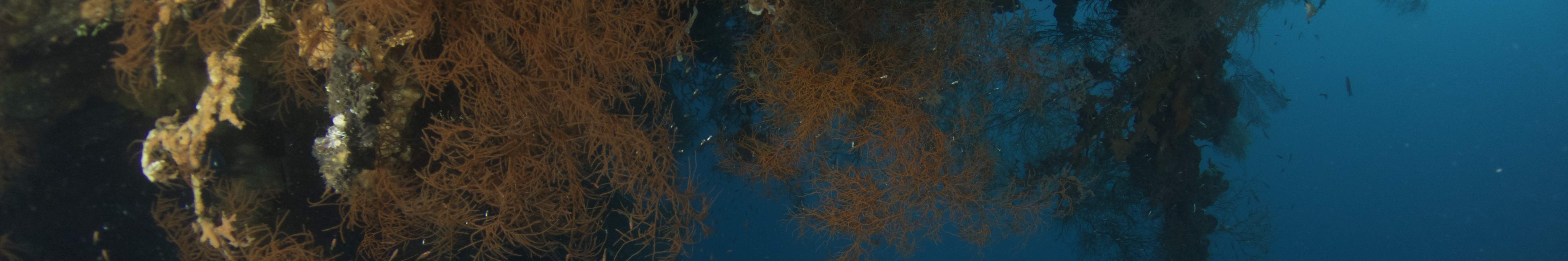 Experience Unforgettable Underwater Adventures with 2 Dives at USAT ...