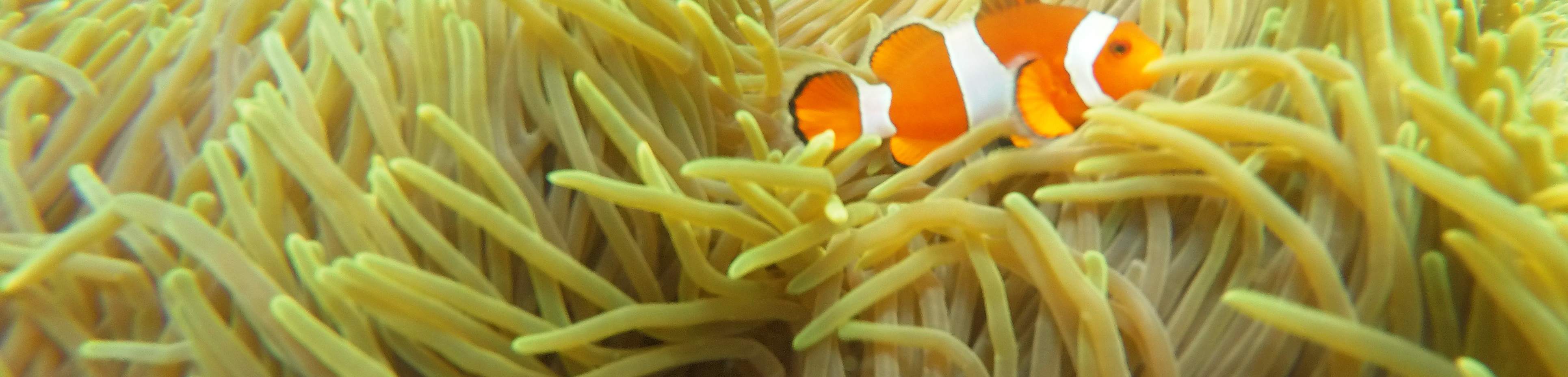 Experience Unforgettable Snorkeling at Padang Bai with PADI 5 Star Dive ...