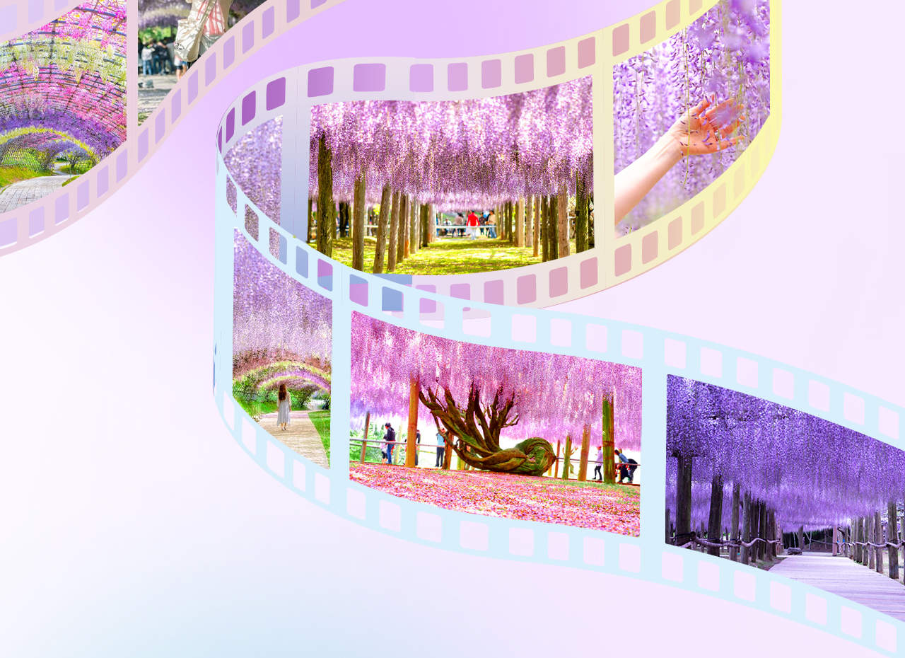 Limited-Time Flower Viewing | Northern Kyushu | A Day Trip from Fukuoka ...
