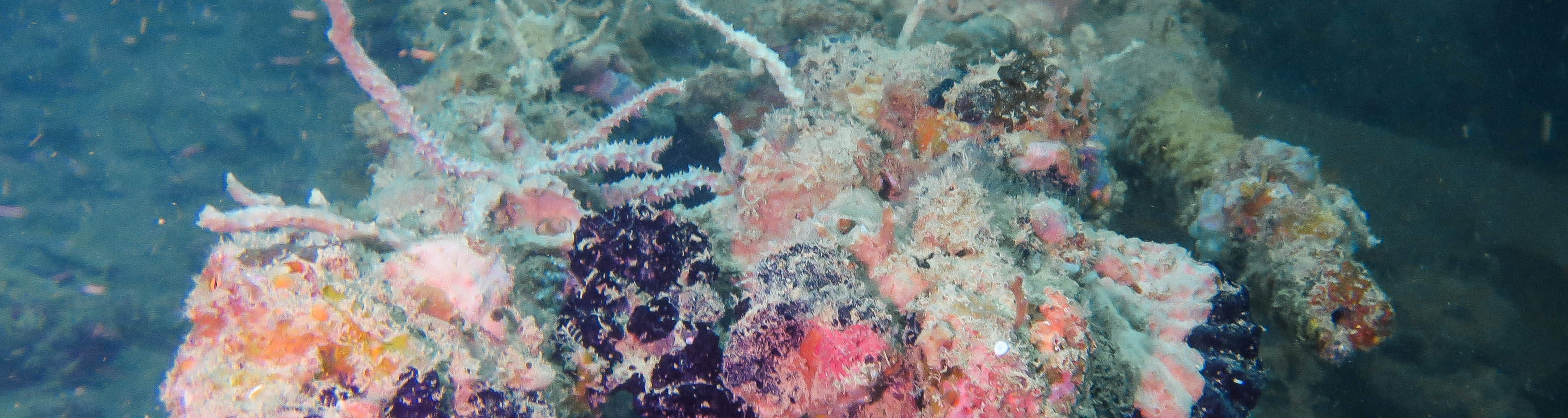 Discover Underwater Wonders: Half-Day Dive Trip in Palawan with our ...