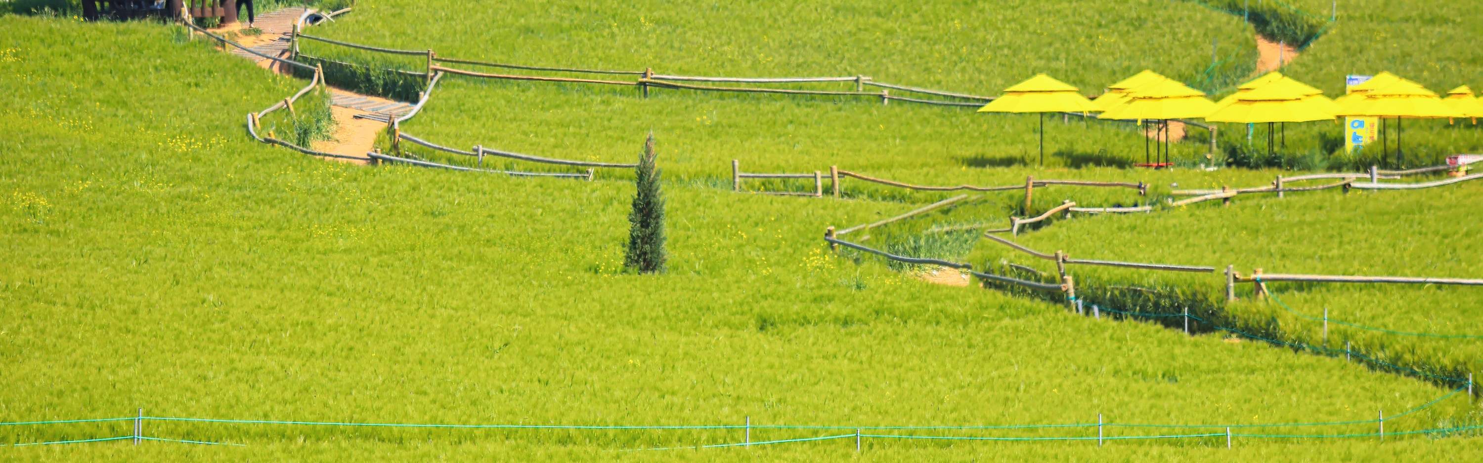 Jeonju & Green Barley Field - Klook Estados Unidos