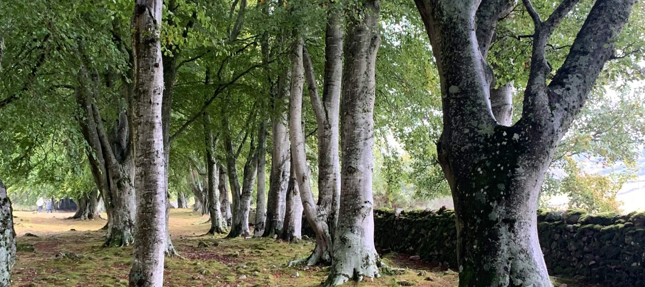 Invergordon Shore Tour: Loch Ness, Outlander Sites & Highlands - Klook ...
