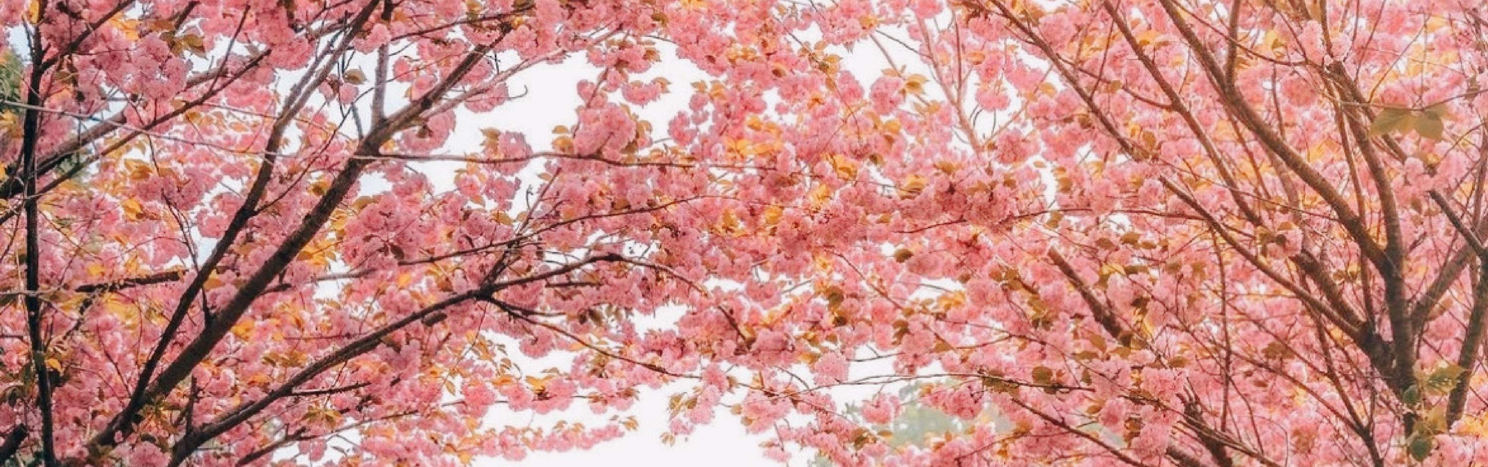 Cherry Blossom Suwon Hwaseong Fortress Tour from Seoul - Klook