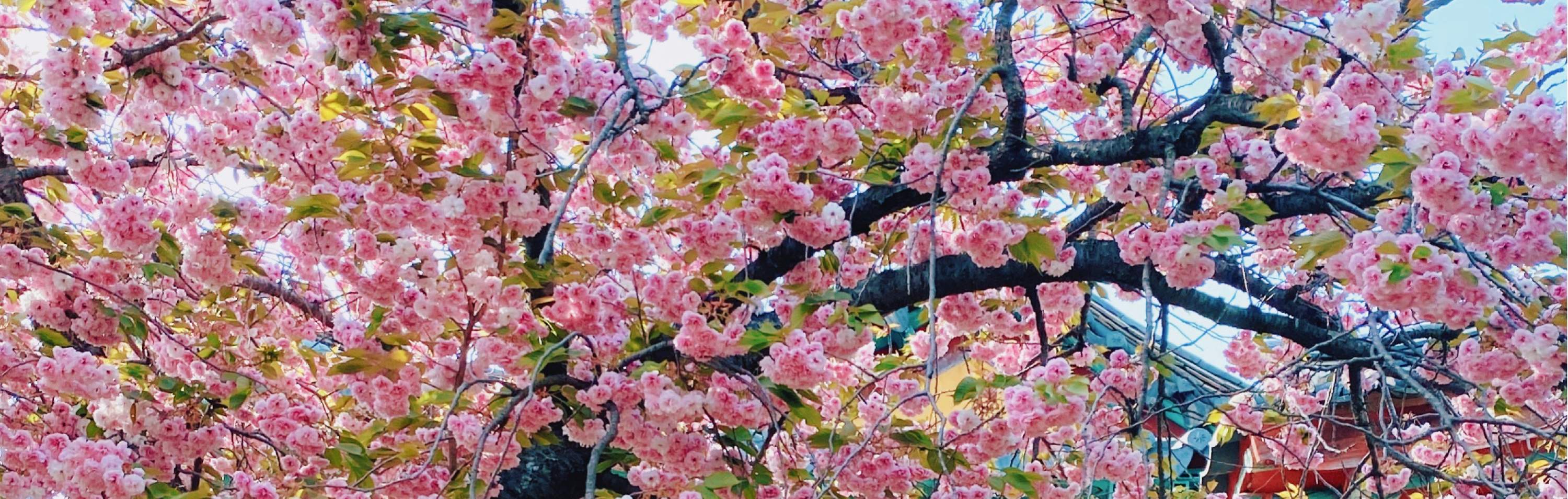 Cherry Blossom Suwon Hwaseong Fortress Tour from Seoul - Klook Singapore