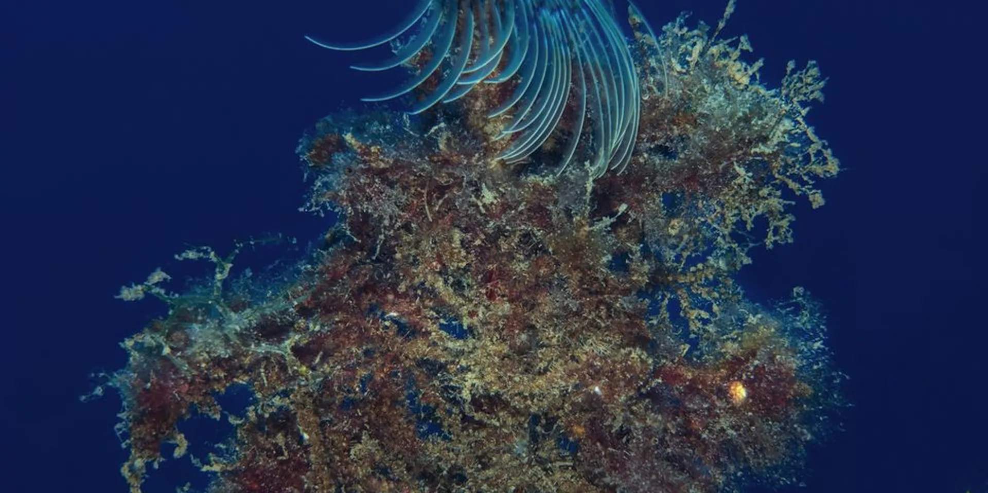 Discover Scuba Diving in Sardinia with Our PADI 5 Star Dive Resort - Klook
