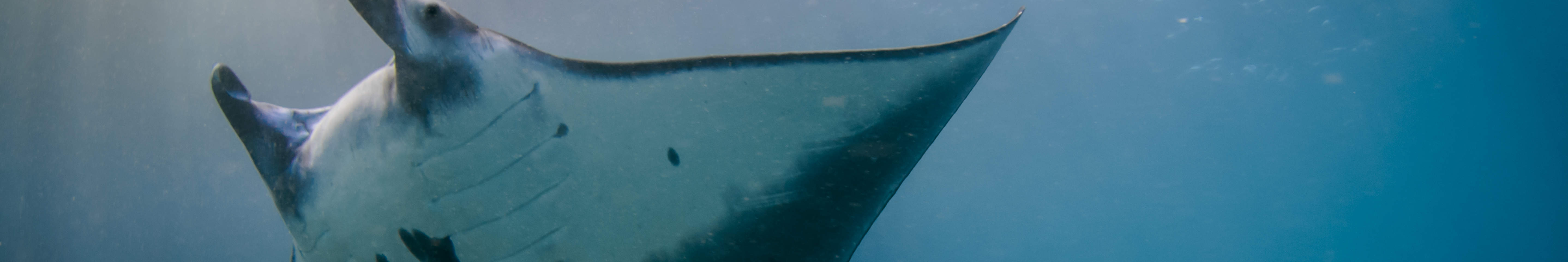 Explore the Depths: Lembongan Island - Three Fun Dives in Bali with ...