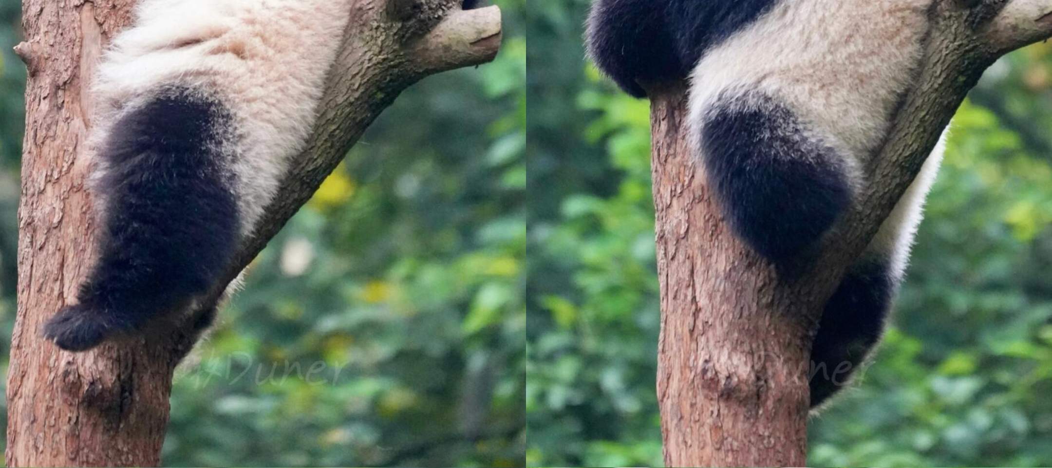 Sichuan Chengdu Giant Panda Base + Sanxingdui Museum 1-day tour (2-7 ...