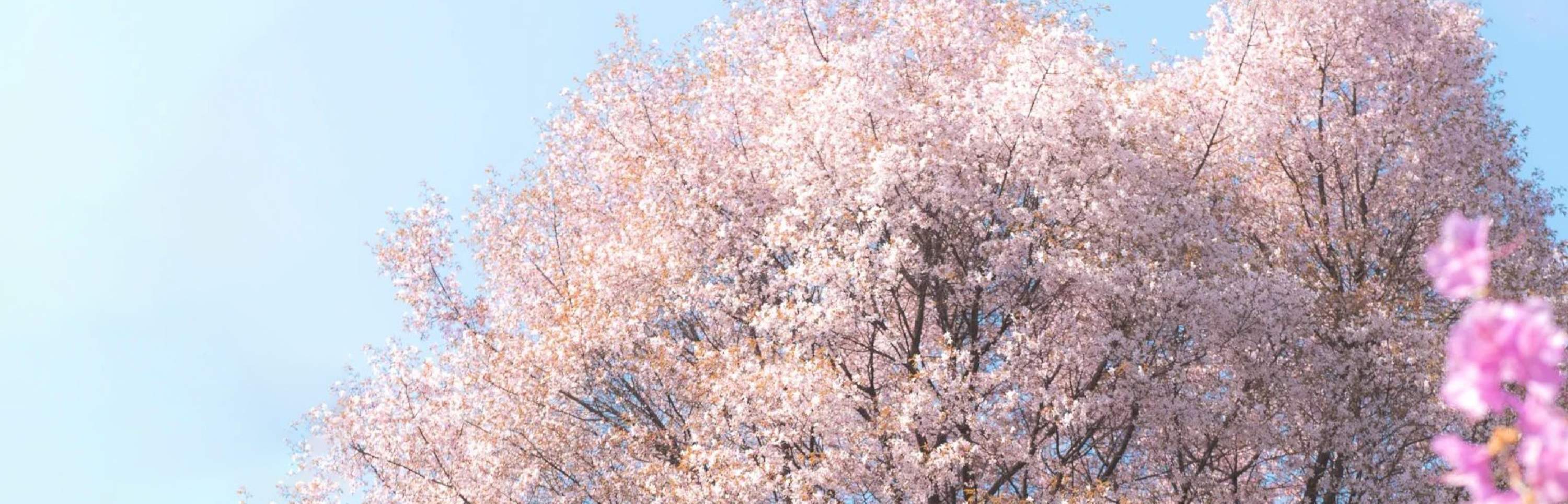 Cherry Blossom Suwon Hwaseong Fortress Tour from Seoul - Klook United ...