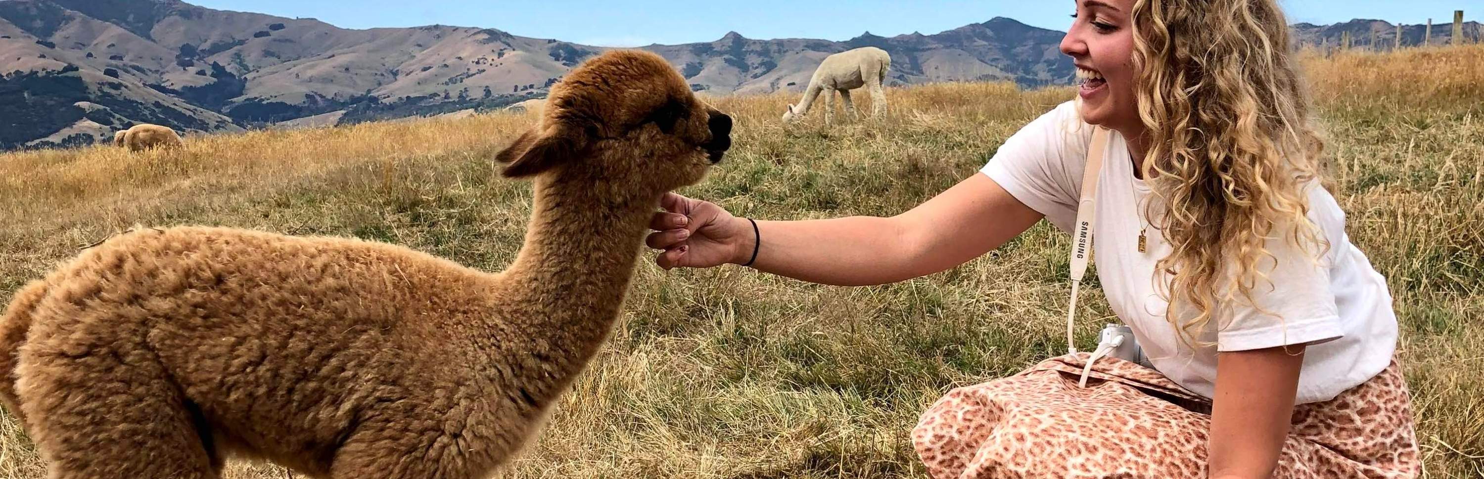 Visite de la ferme d'alpagas d'Akaroa Shamarra - Klook États-Unis