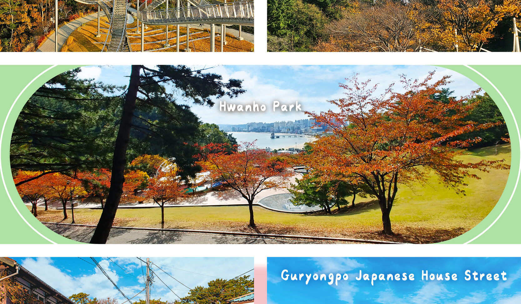Pohang Space Walk x Cherry Blossom, Guryongpo, Homigot Canola Flower ...