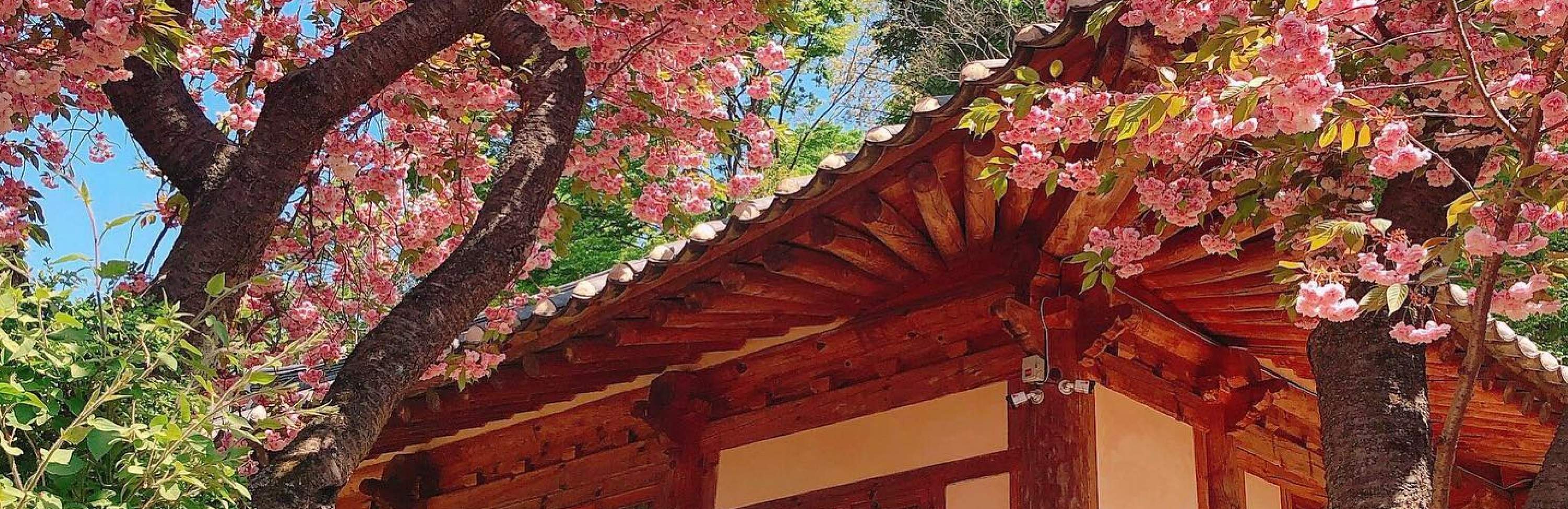 Cherry Blossom Suwon Hwaseong Fortress Tour from Seoul - Klook India