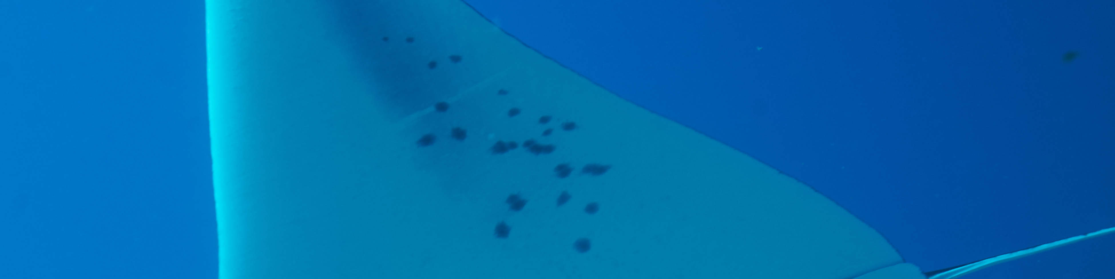 Padi 5스타 Idc 리조트와 함께하는 발리 Padi 오픈워터 다이버 코스 클룩 Klook 한국