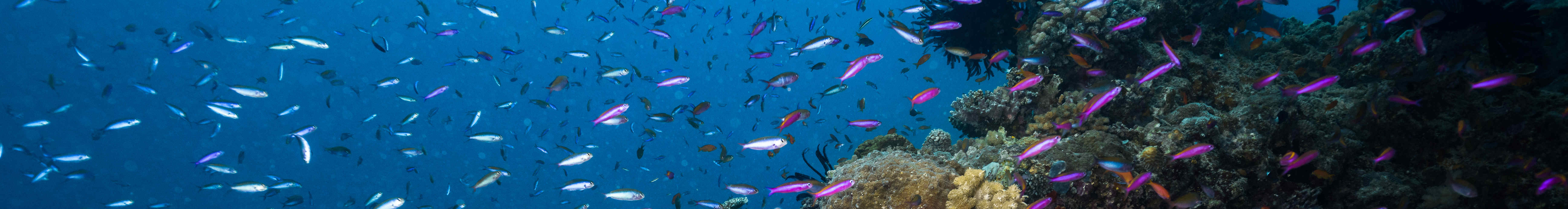 Explore the Depths with Our Premium Guided Dive Trip in Port Douglas ...