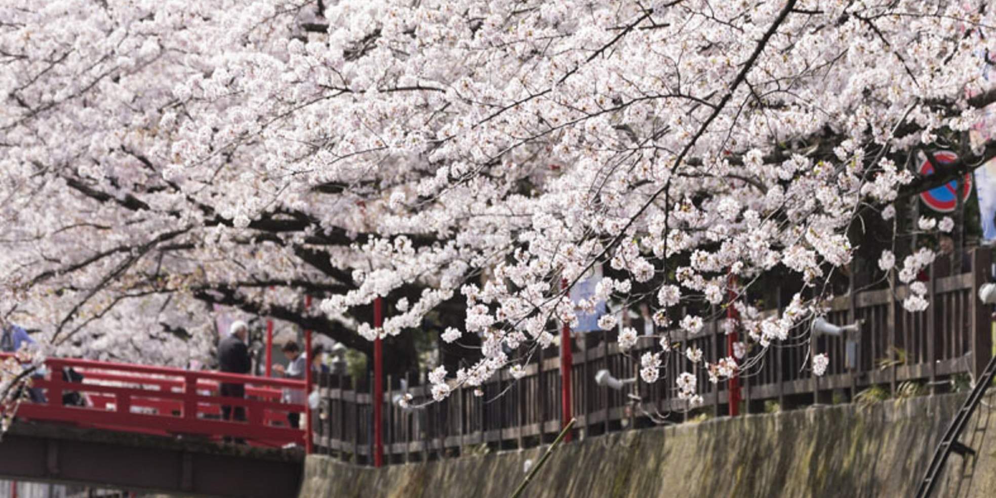 Amazing Sakura 1 Day Tour with Charter Train and Boat from Nagoya ...