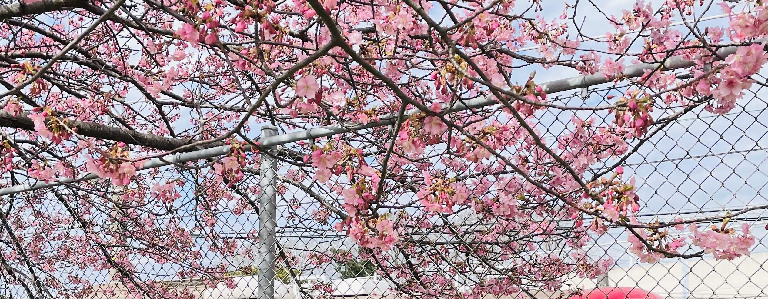 미우라 해안 가와즈 벚꽃 축제 And 미사키 어항 And 조지마 공원 당일 여행 도쿄 출발 클룩 Klook 한국