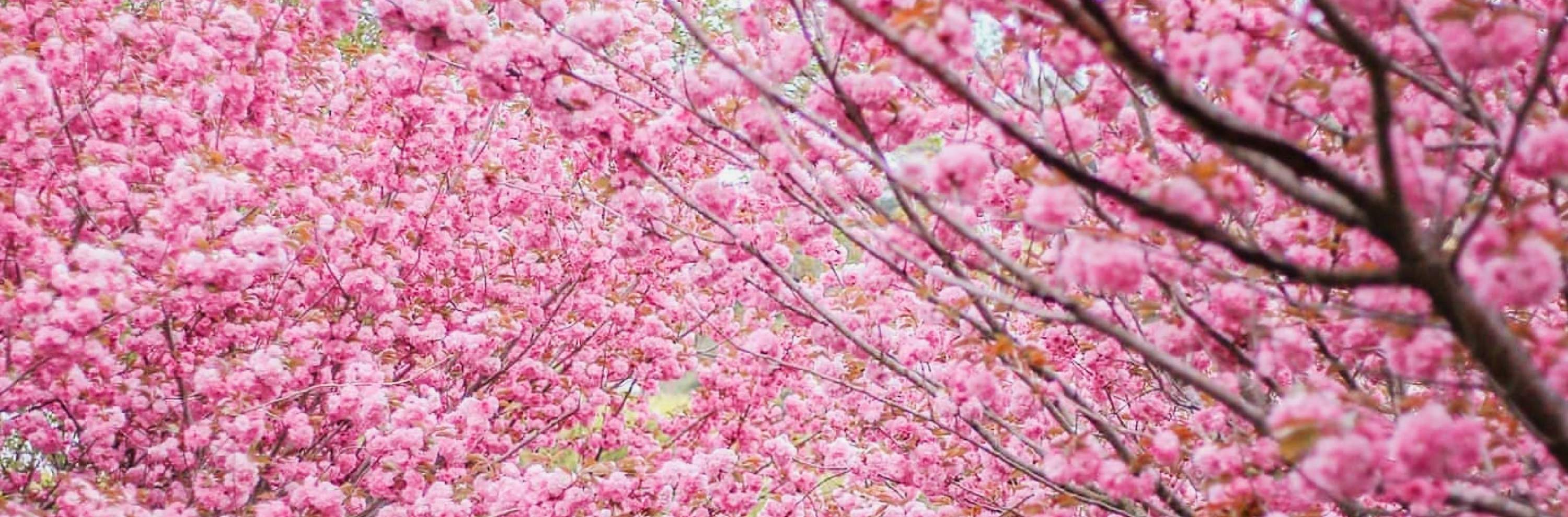 Cherry Blossom Suwon Hwaseong Fortress Tour from Seoul - Klook Singapore