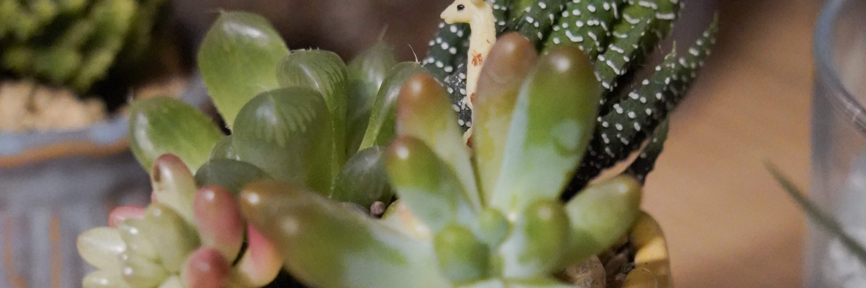 Myosotis.flower - Succulent Plant Potting Workshop - Klook