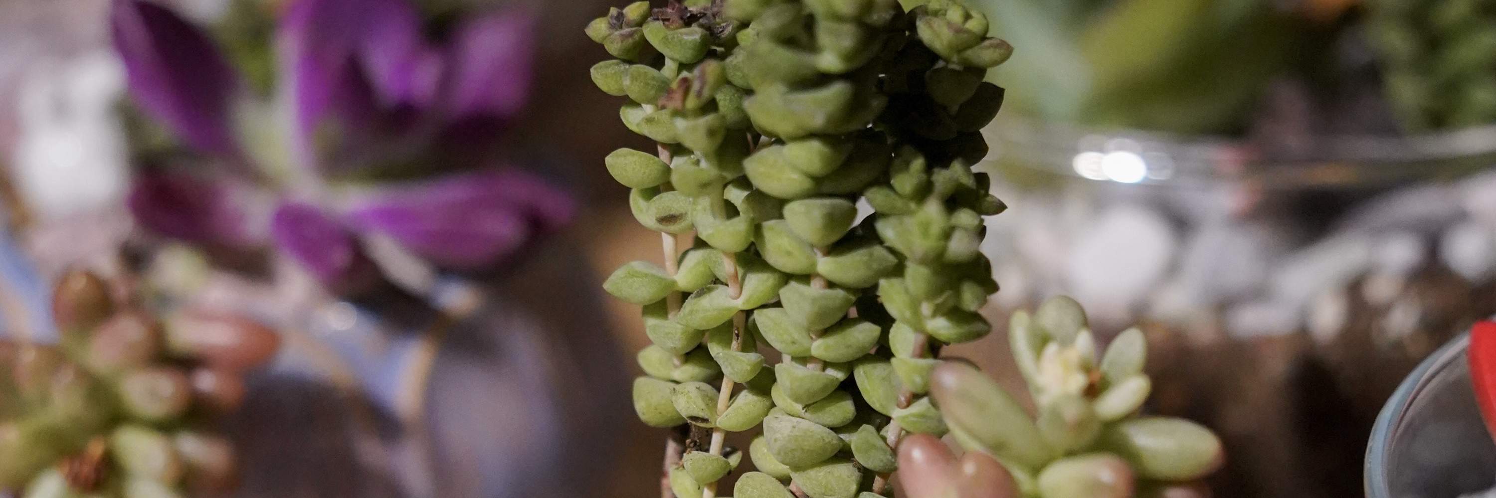 Myosotis.flower - Succulent Plant Potting Workshop - Klook