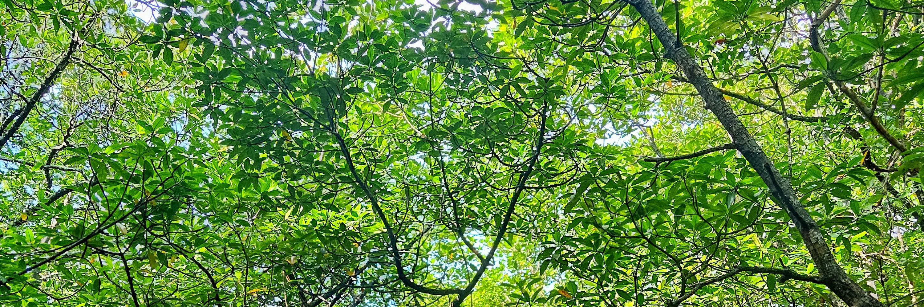 Bintan Mangrove atau Fireflies Tour - Klook Indonesia