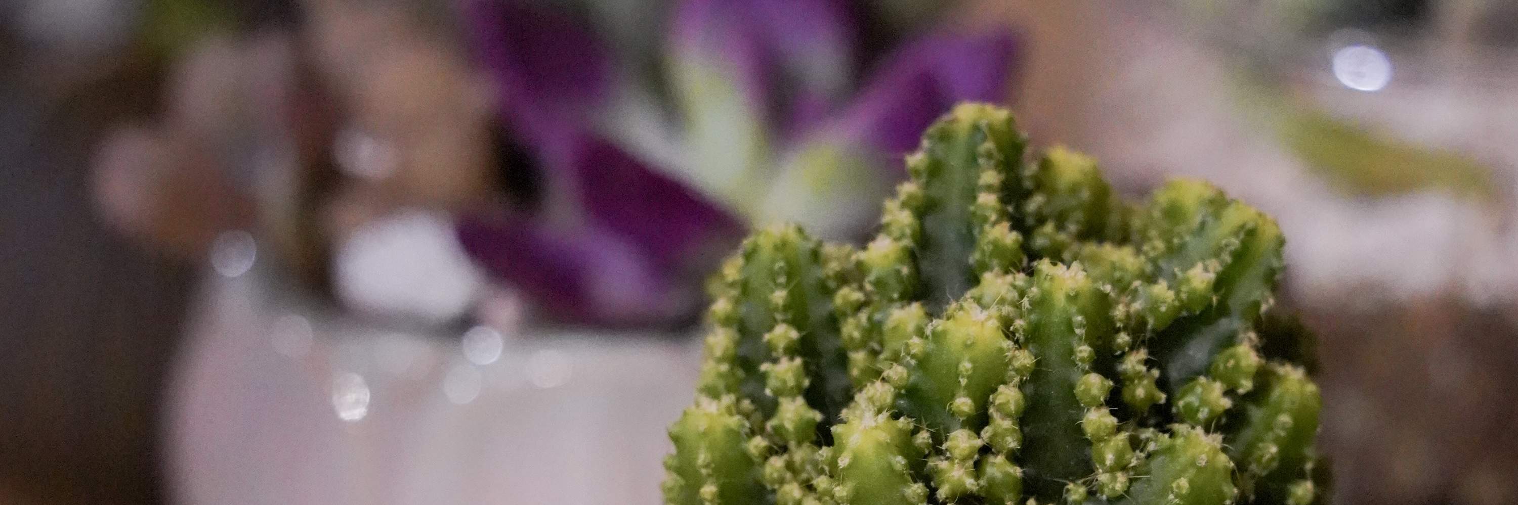 Myosotis.flower - Succulent Plant Potting Workshop - Klook
