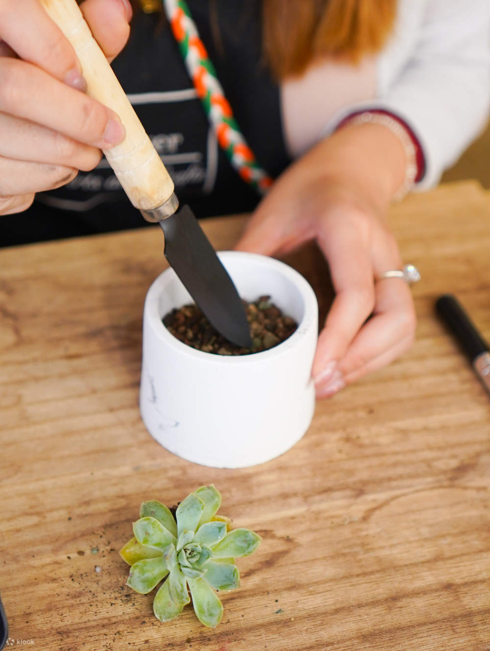Myosotis.flower - Succulent Plant Potting Workshop - Klook Estados Unidos