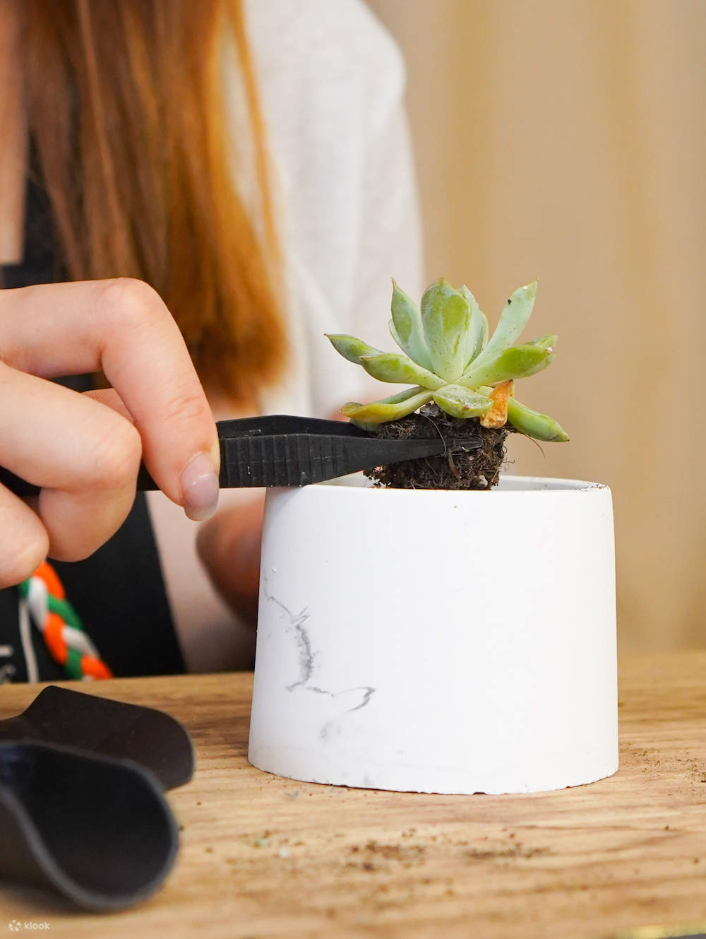 Myosotis.flower - Succulent Plant Potting Workshop - Klook Estados Unidos