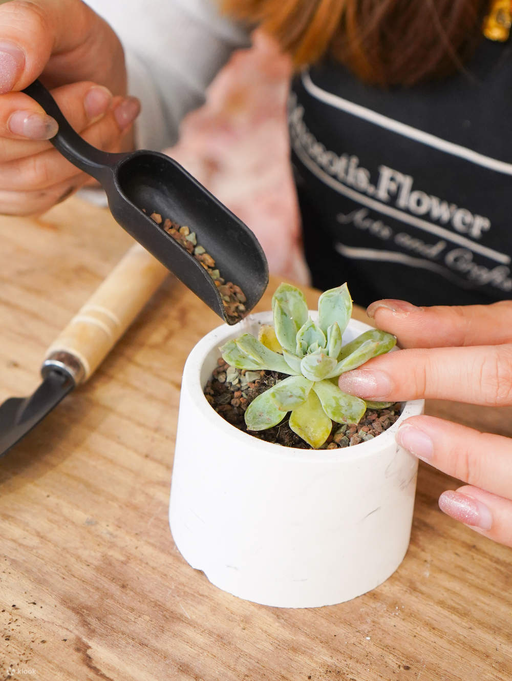Myosotis.flower - Succulent Plant Potting Workshop - Klook Estados Unidos