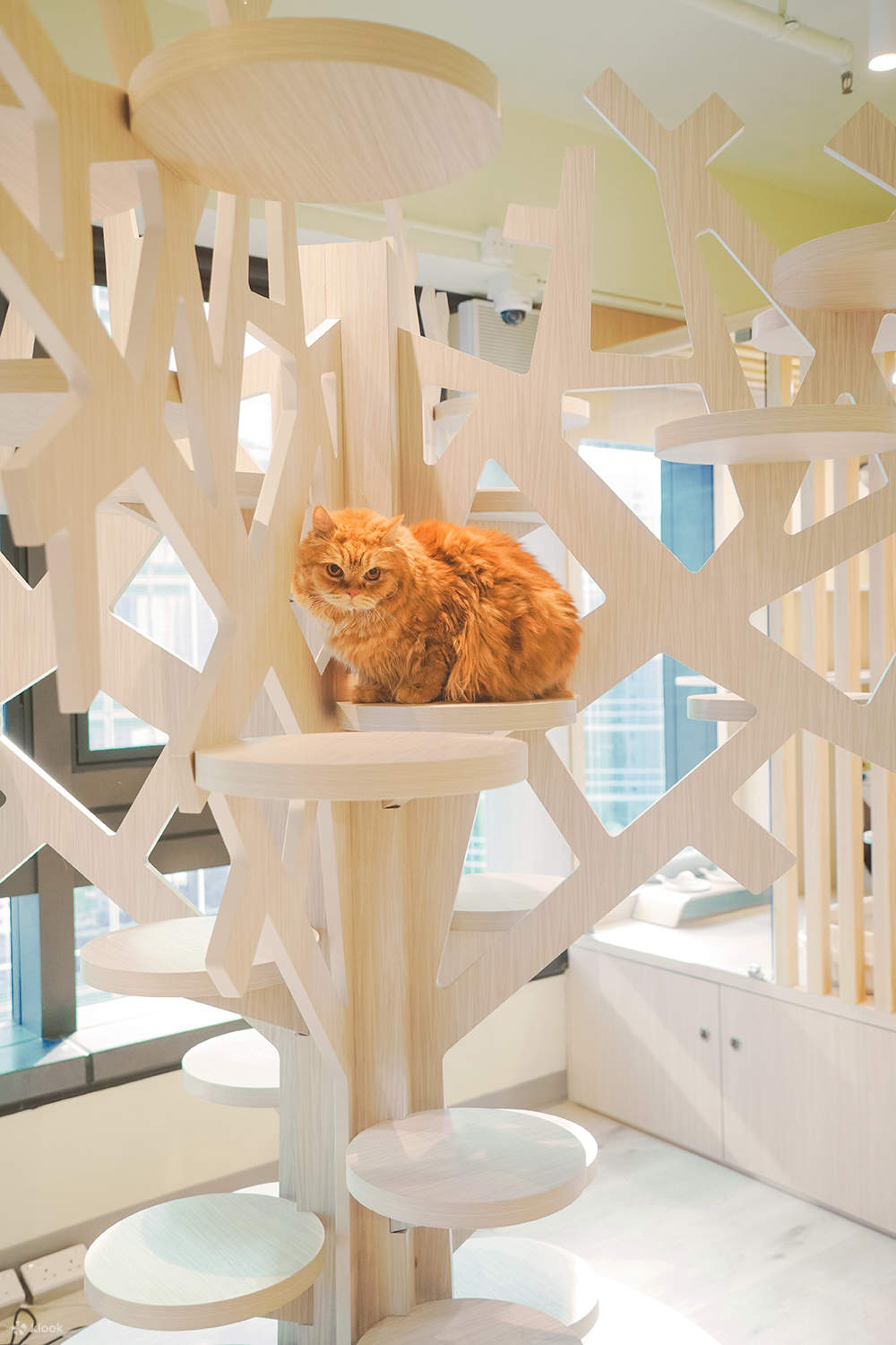 Hong Kong Cat Accommodation Service - Cat Season Hotel - Klook