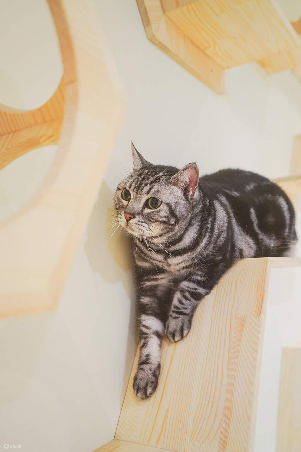 Hong Kong Cat Accommodation Service - Cat Season Hotel - Klook