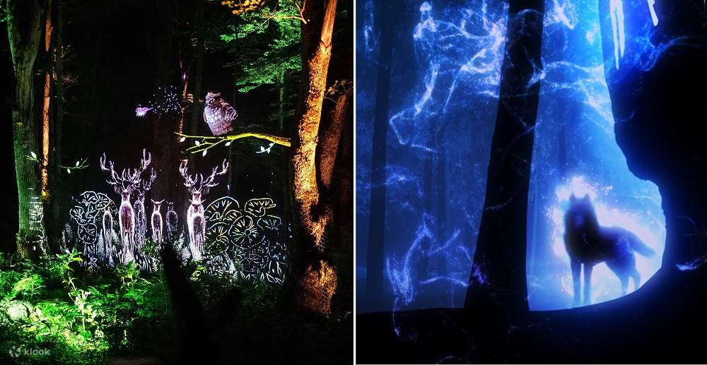 Lake Akan Forest Night Walk "Kamui Lumina" Admission (Kushiro City ...